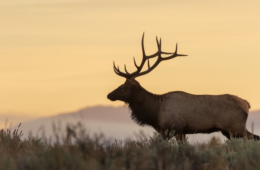 Native American Animals: the Elk, a Protector and Relative